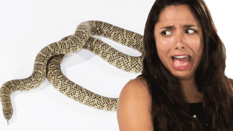 The Complex Path For A Simple Portable Python Interpreter Or Snakes On 